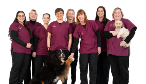Best Mobile Vet In Minneapolis, MN | Caravan Vet