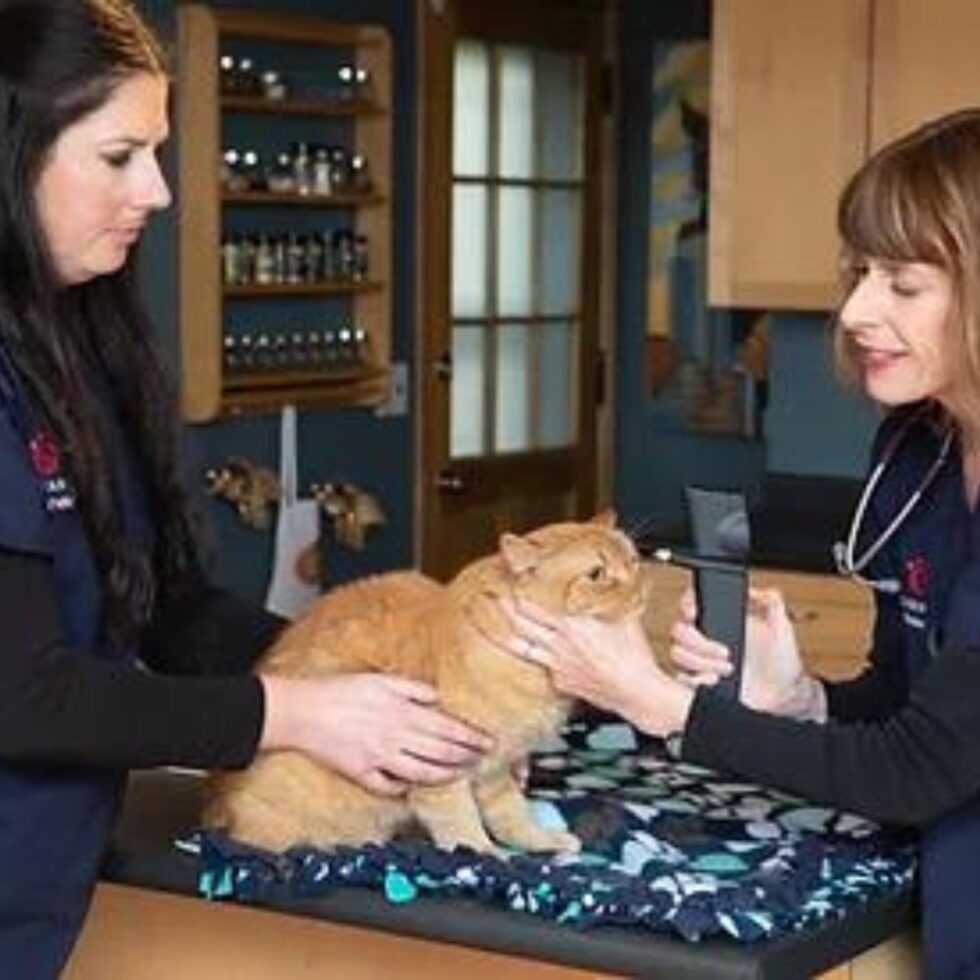 Pet Medical Exams Minneapolis, MN – Caravan Vet