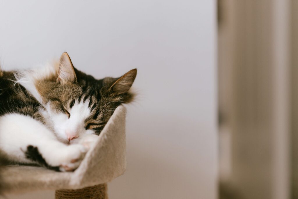 Best Mobile Vet In Minneapolis, MN | Caravan Vet